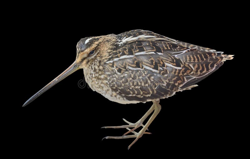 Snipe 6 stock image. Image of cutout, macro, horizontal - 90724637