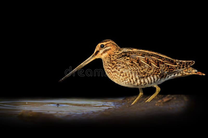 Snipe Isolated on a Black Background Blurred Stock Photo - Image of ...