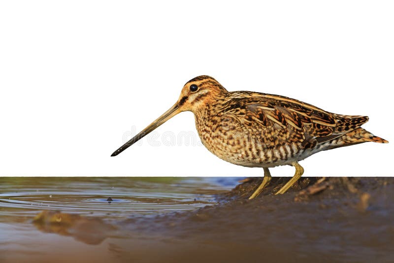 Snipe isolated on white stock photo. Image of animal - 69208210