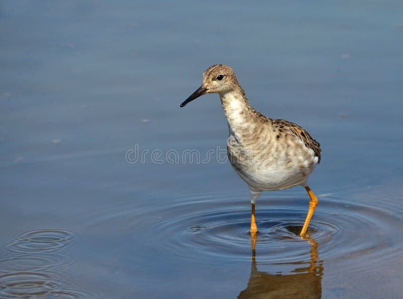 Snipe portrait stock image. Image of pretty, sandpiper - 24183971