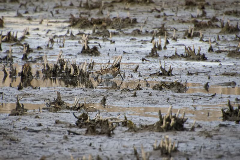 Snipe Probing Long Bill into Mud at Marsh Stock Photo - Image of wilson ...