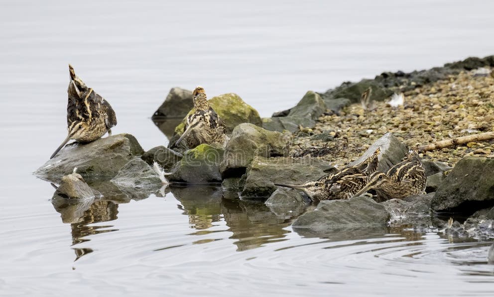 Snipe 4 Snipe Sat on a Rock Stock Photo - Image of bird, amphibian ...