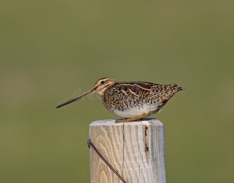 Snipe stock photo. Image of arctic, life, background - 55982296