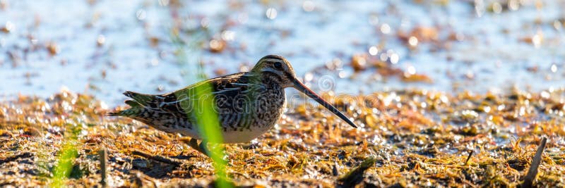 Snipe in Swamp. Birds in Wild Nature and Habitat Stock Photo - Image of ...