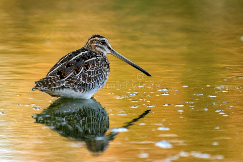Snipe is in the Water in a Beautiful Light Stock Photo - Image of ...