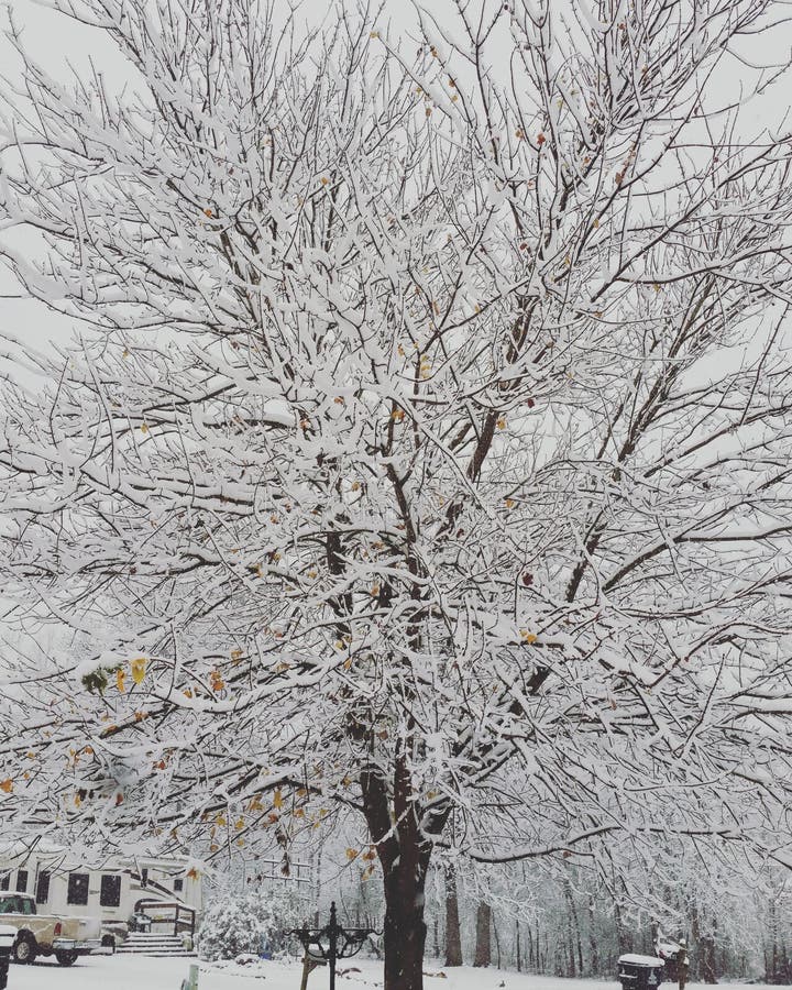 Snow life without snow. stock photo. Image of soil, winter - 183791866