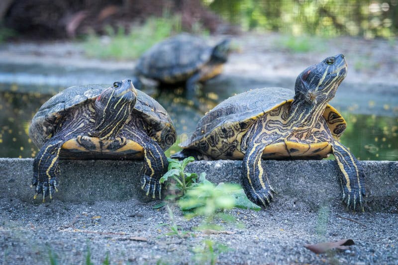 Snobbish Turtles stock photo. Image of animal, pond, turtles - 78195652