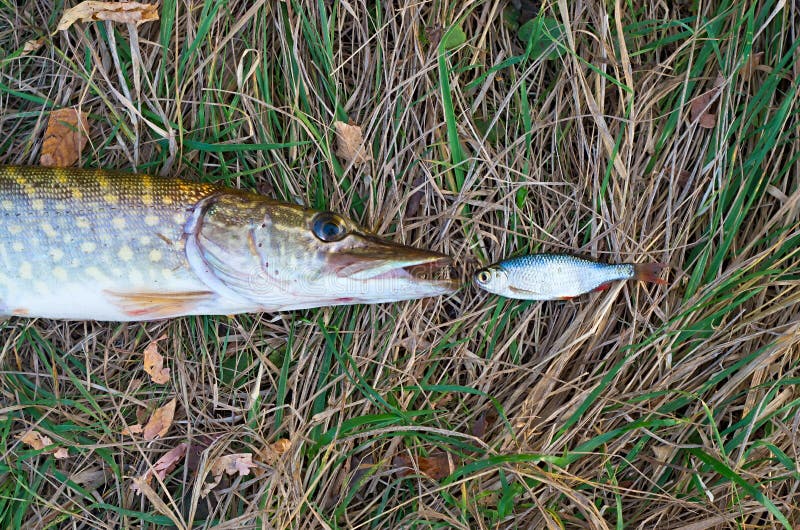 Snoeken en vissen stock afbeelding. Image of groot, gekleurd - 76984467