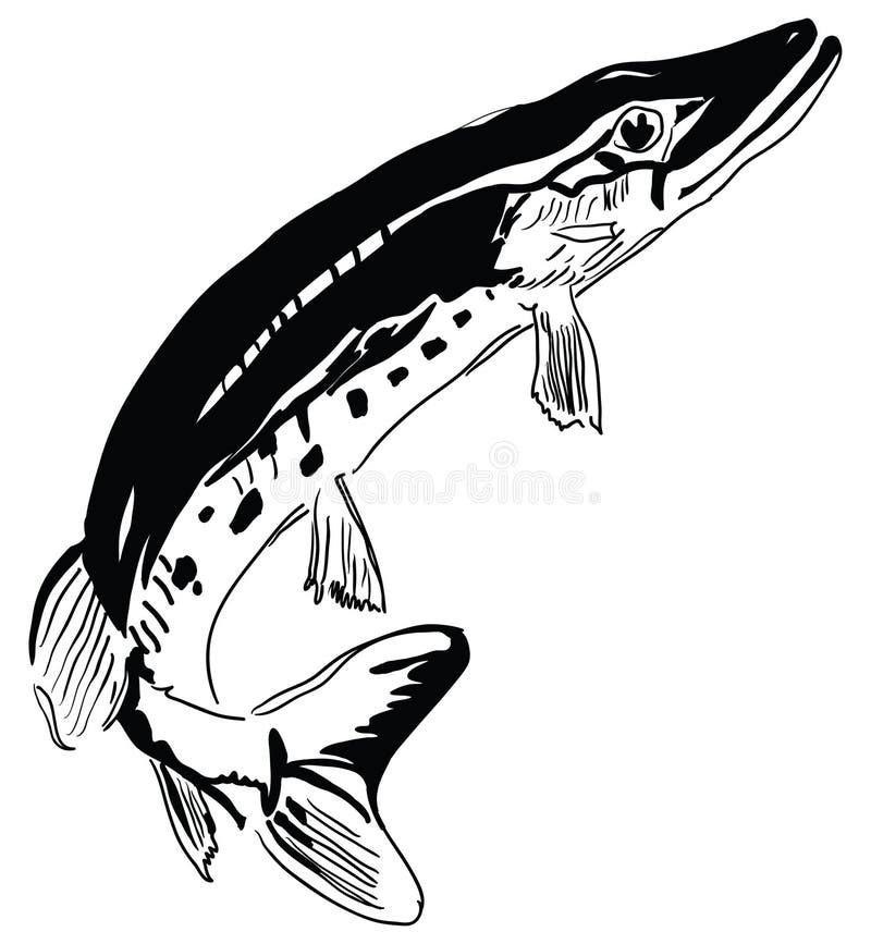 Snoek roofdier rivier vector illustratie. Illustration of proteïne ...