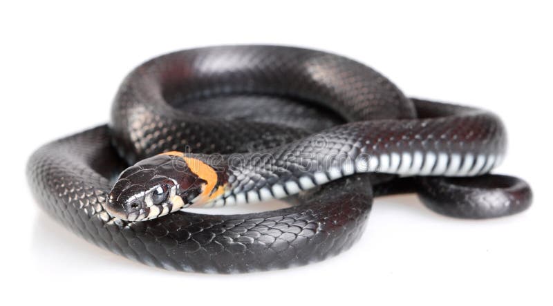 Snok Som Kryper Fram Jordningen White För Orm För Bakgrundsillustration ...