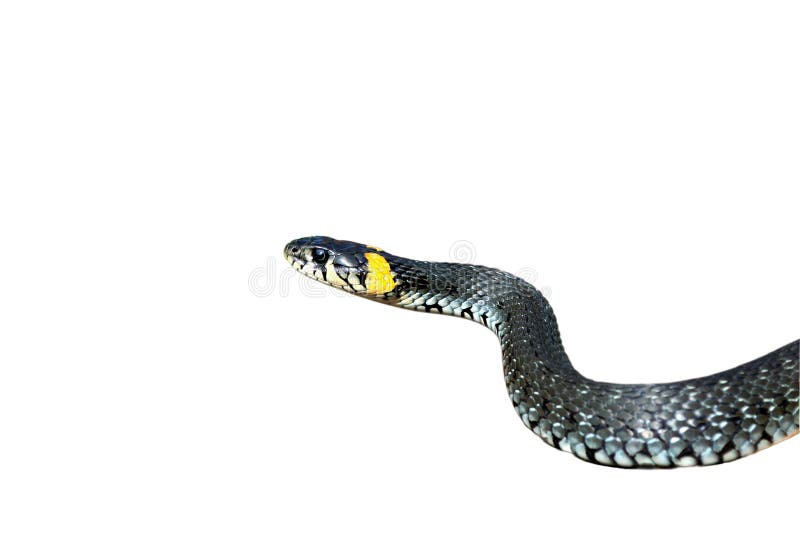 Snok i vatten, natrix fotografering för bildbyråer. Bild av skog - 61360677