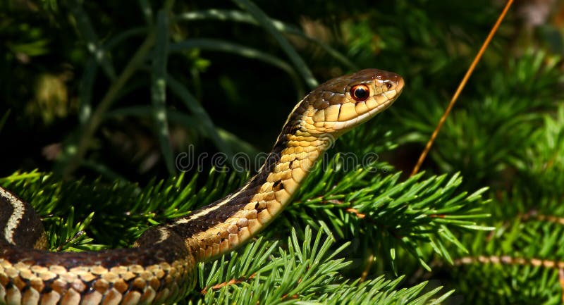 Snok Som Kryper Fram Jordningen White För Orm För Bakgrundsillustration ...