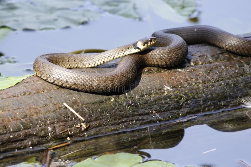 Snok fotografering för bildbyråer. Bild av florida, diurnal - 19480443