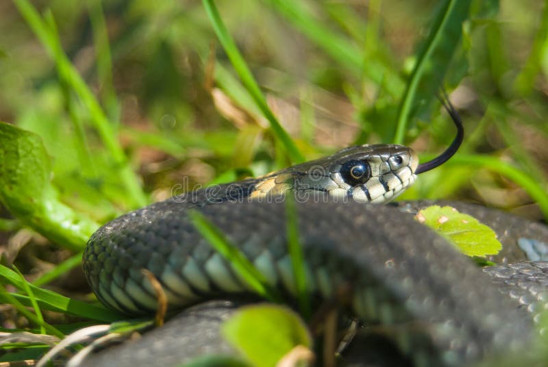 Snok arkivfoto. Bild av natur, gräs, detalj, ormar, angus - 34042532