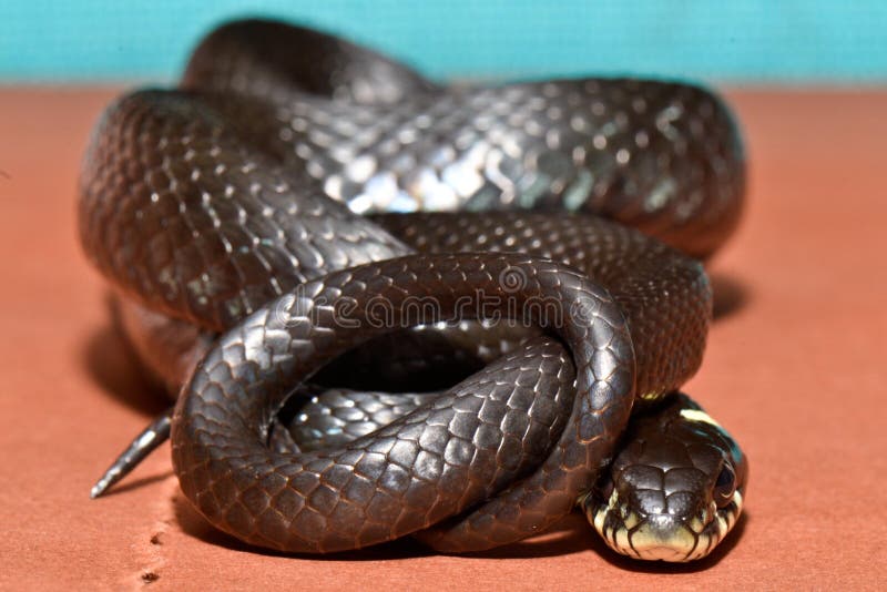 Svart Snok Foton - Gratis och royaltyfria stockfoton från Dreamstime