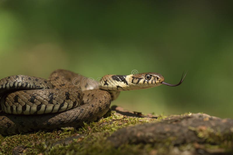 Snok i vatten, natrix fotografering för bildbyråer. Bild av skog - 61360677