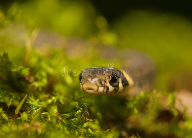 Snok arkivfoto. Bild av natur, gräs, detalj, ormar, angus - 34042532