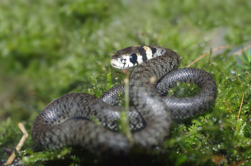 Snok arkivfoto. Bild av gräs, anfall, glidning, varelse - 34855258