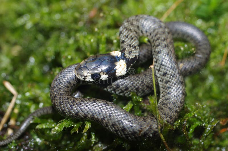 Snok arkivfoto. Bild av gräs, anfall, glidning, varelse - 34855258