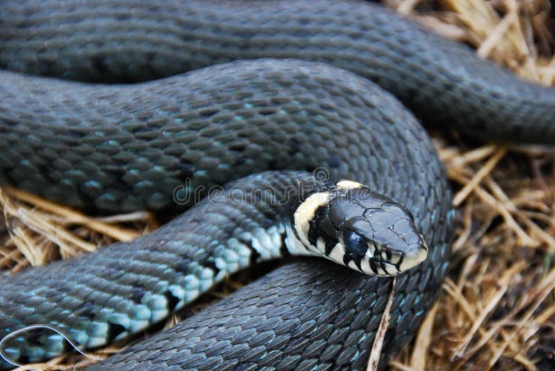 Olegs Zakovs (Darklifeform) - Photographer profile