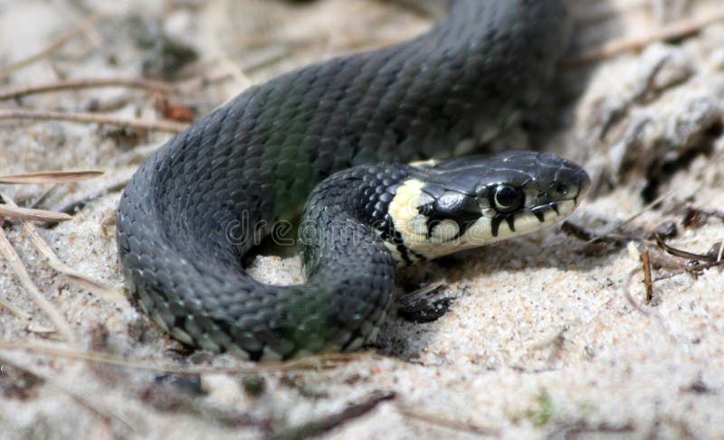 Snok Som Kryper Fram Jordningen White För Orm För Bakgrundsillustration ...