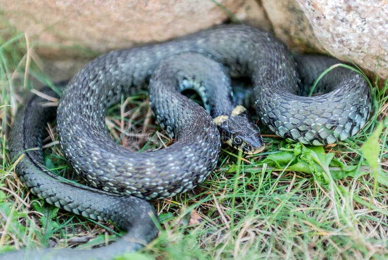 Snok fotografering för bildbyråer. Bild av europa, mamba - 64289689