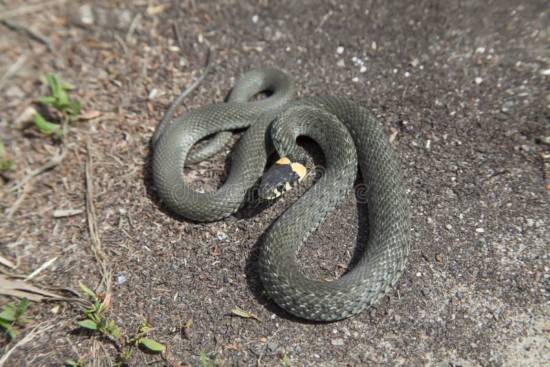 Snok arkivfoto. Bild av jordning, djurliv, fara, köttätare - 88997246