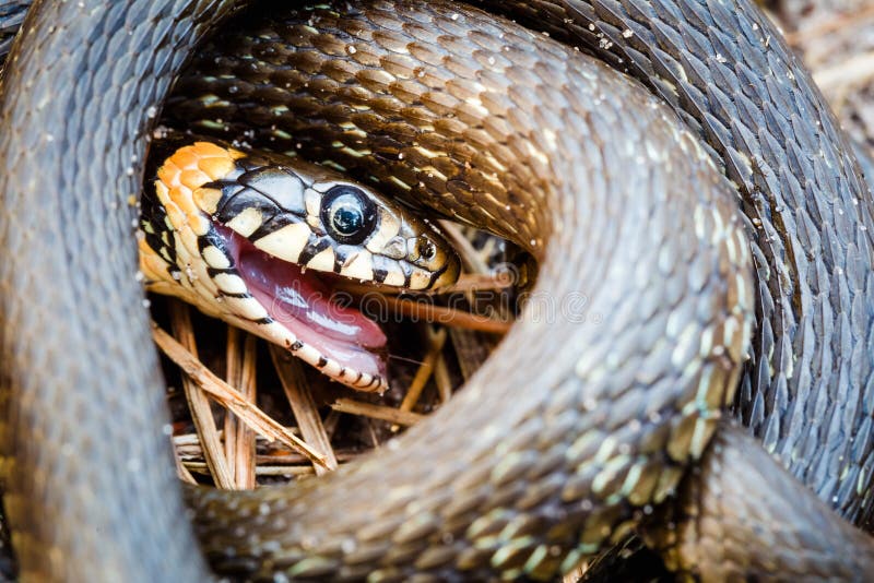 Snok huggorm i tidig vår fotografering för bildbyråer. Bild av skräck ...
