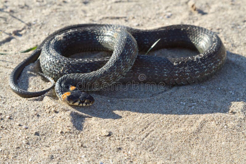 Snok (Natrixnatrix) arkivfoto. Bild av sjö, djurliv, flod - 31705718