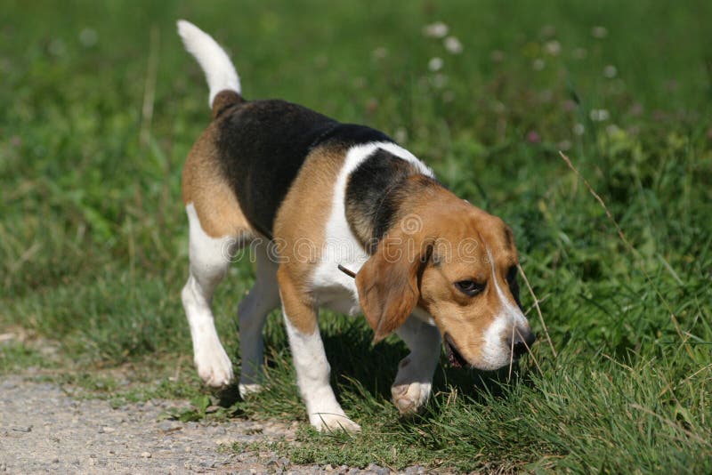 Snooping around stock photo. Image of healthy, black, activity - 2097998