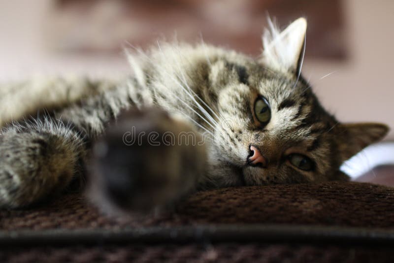 Snoozing Cat stock photo. Image of comfy, paws, cute - 89163194