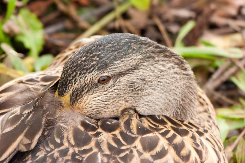 Snoozing Duck stock photo. Image of brown, beauty, nature - 12179956