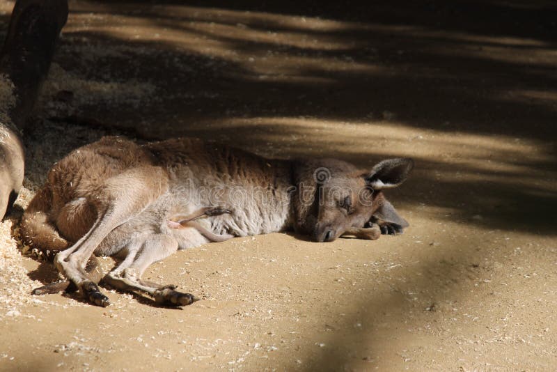 Snoozing stock image. Image of animals, california, snoozing - 50397827