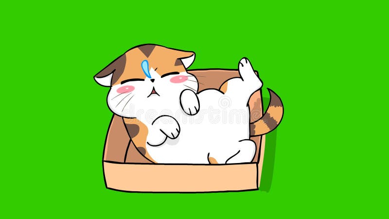 Snoozing Kitten in a Box - Green Screen for Easy Compositing Stock ...