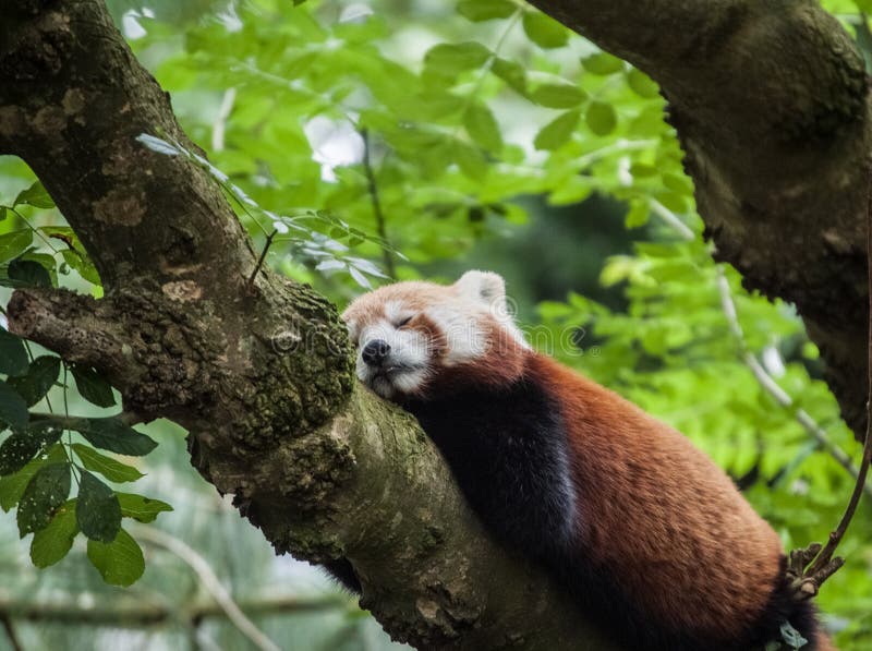 Snoozy red panda stock image. Image of bamboo, firefox - 43602887