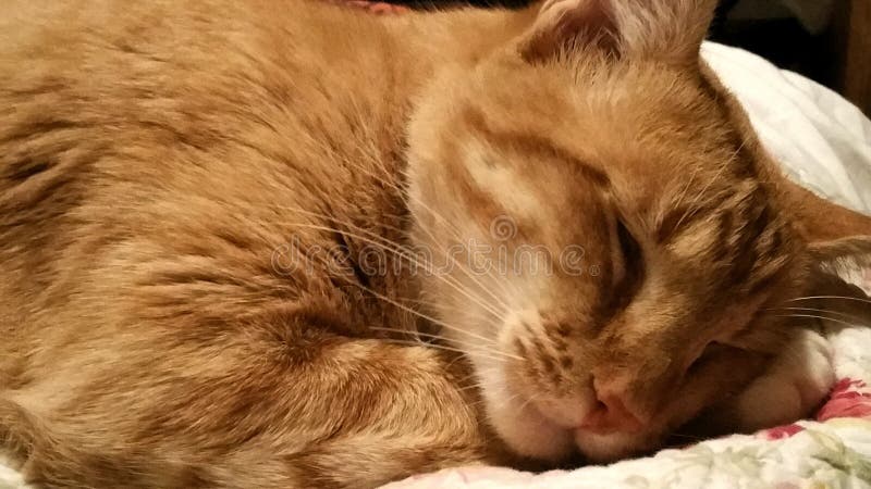 Snoring kitty stock image. Image of orange, kitty, sleeping - 80589087