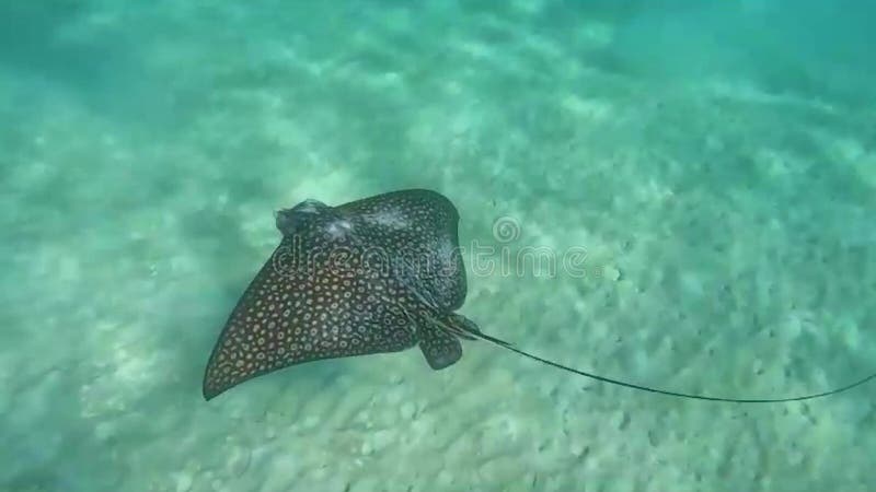 Snorkeling with Eagle Ray Stingray in Akumal Mexico Stock Footage ...