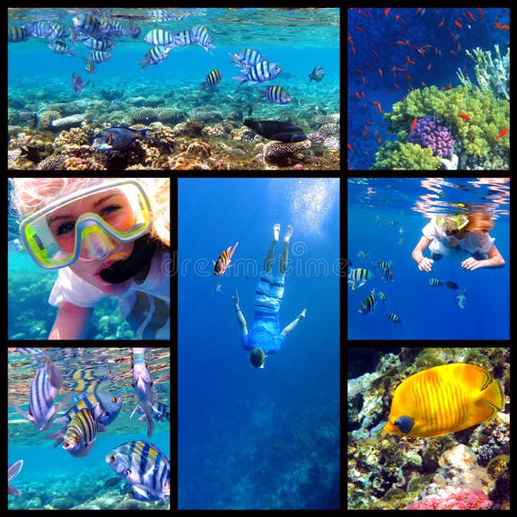 Snorkeling Underwater Collage Stock Image - Image of mask, corals: 21587701