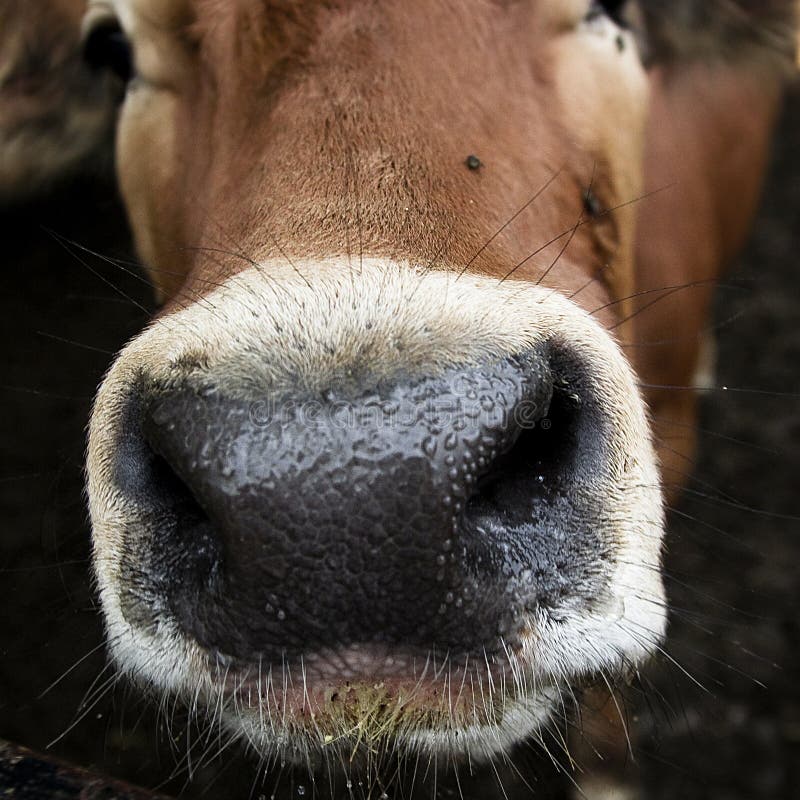 Funny horse stock photo. Image of curious, horses, sweet - 20520604