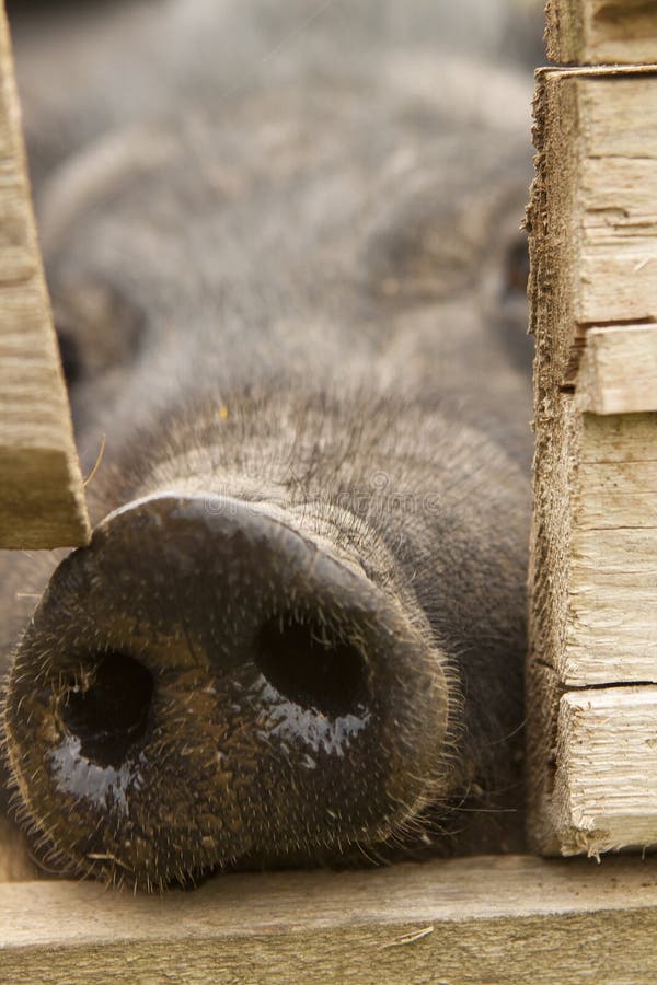 Snout stock image. Image of black, meat, snout, food - 15157191