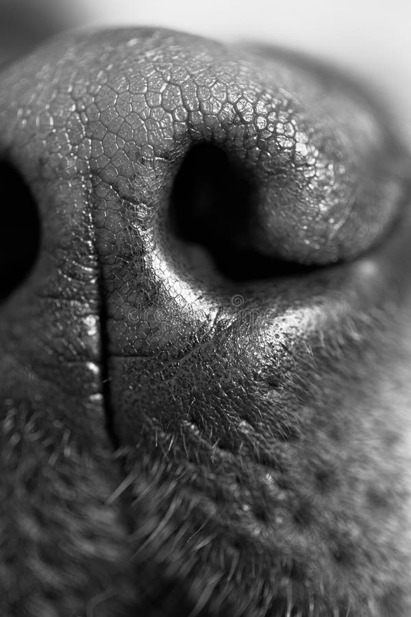 Adder stock photo. Image of blooded, mouth, bright, animal - 1768846