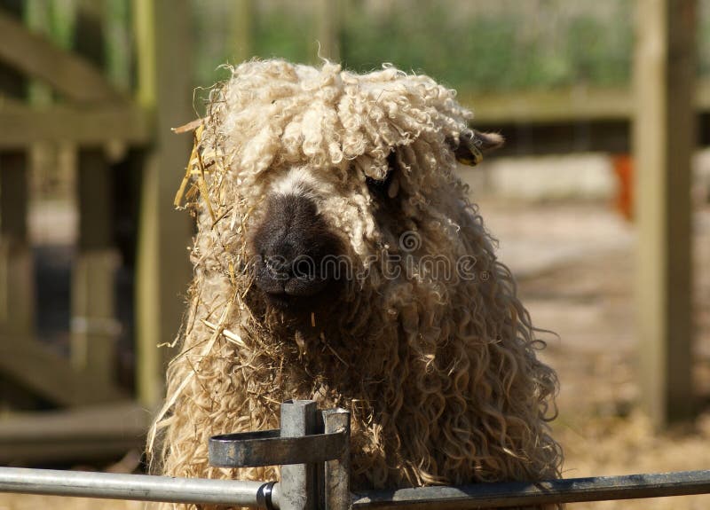Snout, Alpaca, Livestock, Sheep Stock Photo - Image of snout, sheep ...