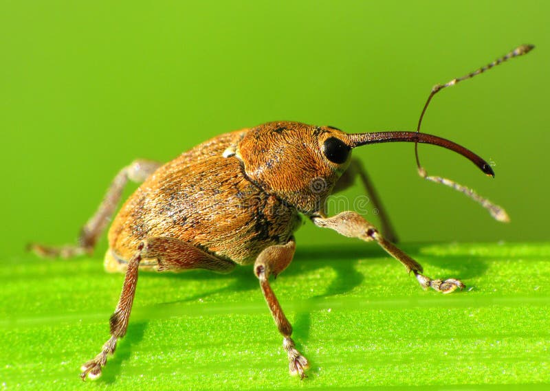Snout Beetle with a Very Long Snout. Stock Photo - Image of close ...