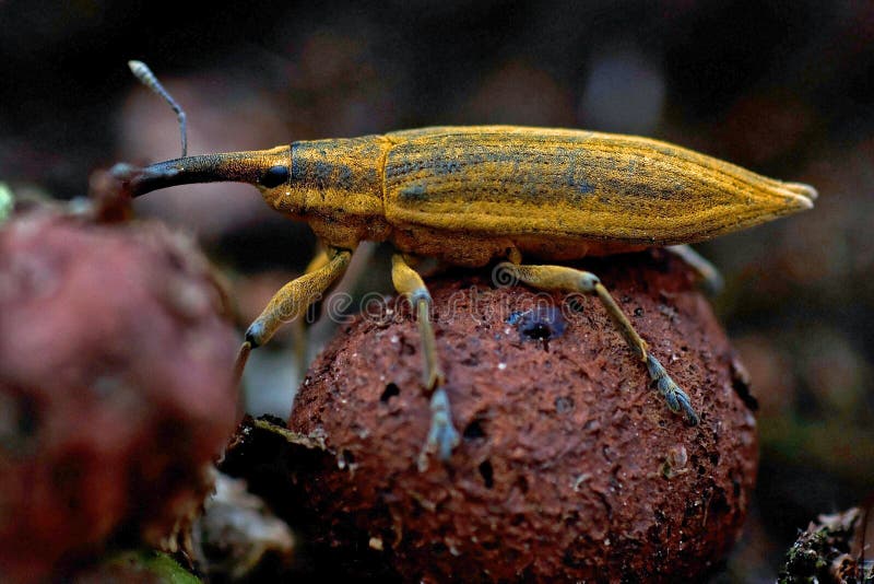 Snout Beetle Yellow Weevil, Lixus Iridis Stock Photo - Image of wild ...