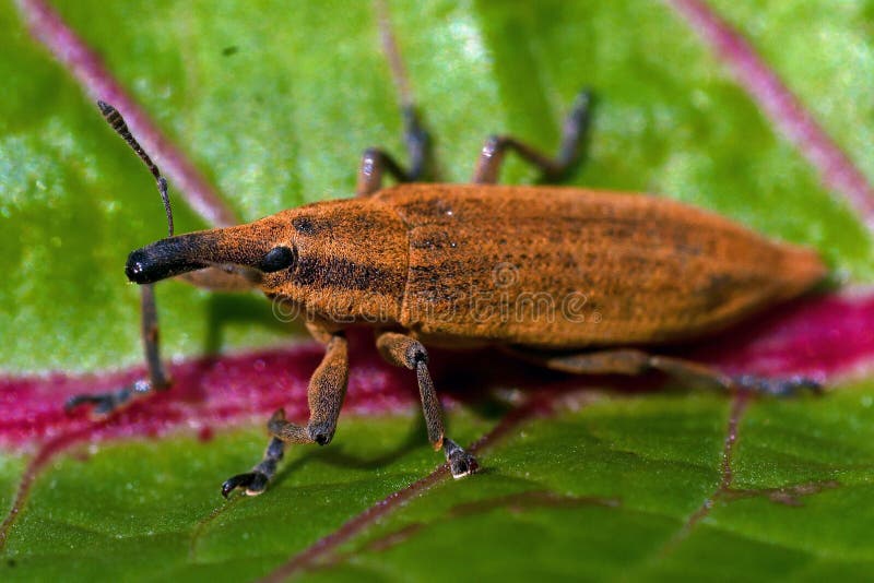 Snout Beetle Yellow Weevil, Lixus Iridis Stock Photo - Image of ...