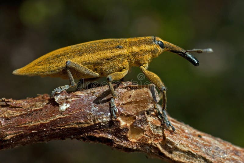 Snout Beetle Yellow Weevil, Lixus Iridis Stock Photo - Image of weevil ...