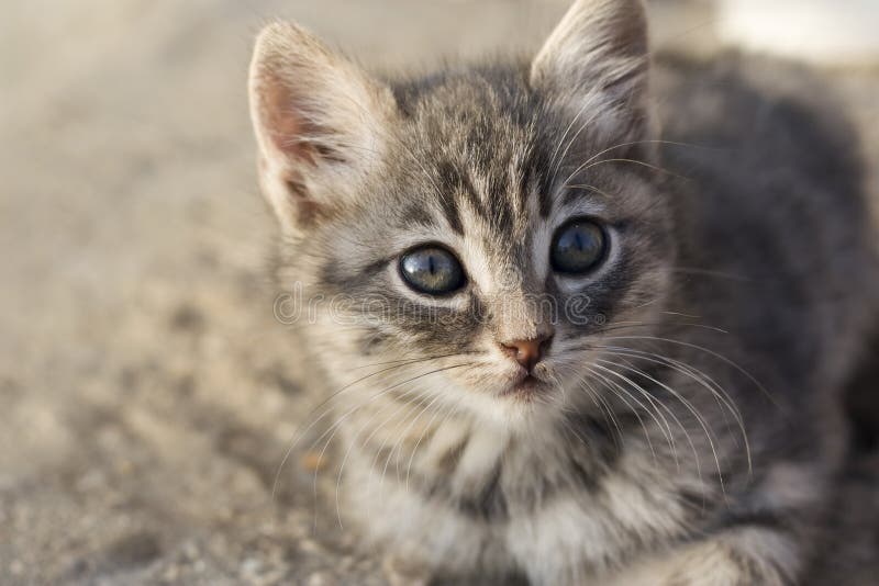 Snout grey kitten stock image. Image of plaintive, whiskers - 46760551