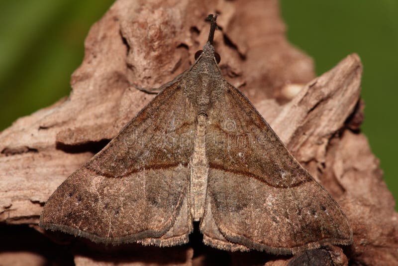 Snout moth. stock image. Image of nature, wild, insect - 42064589
