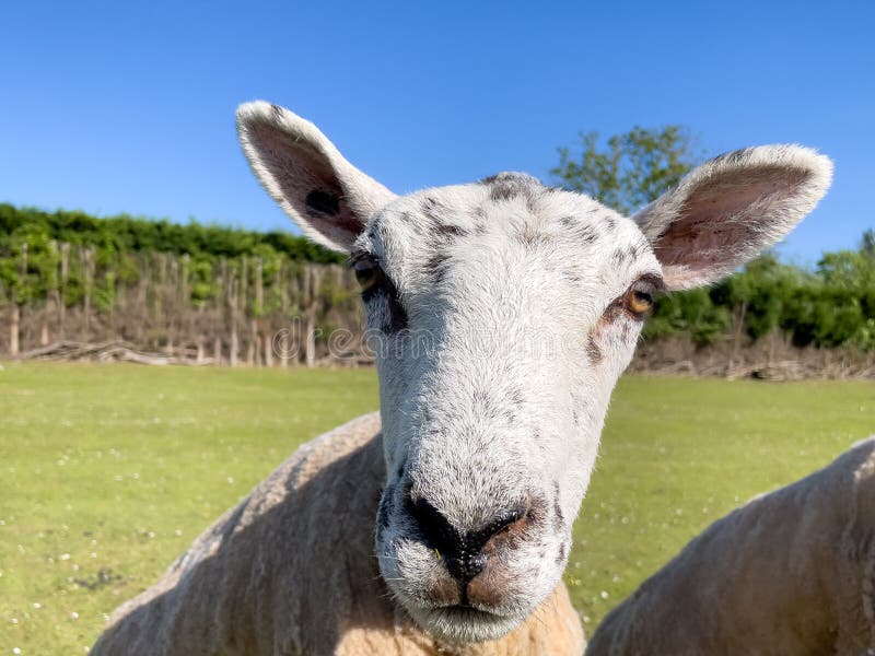 Snout nose of a young lamb stock image. Image of herd - 260368911