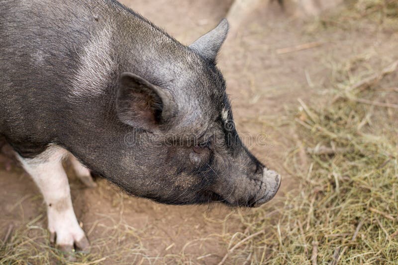 The Snout of a Pig on the Farm Big Stock Image - Image of grimy, swine ...